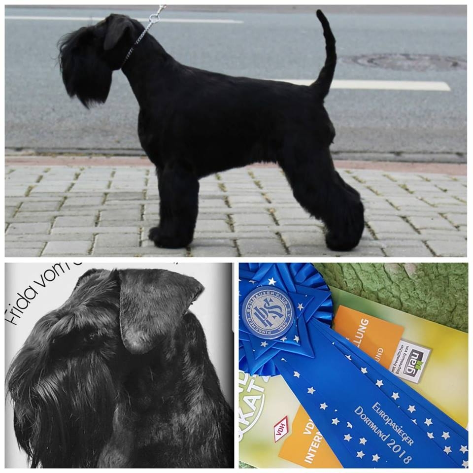 Schnauzer vom Salmbachtal