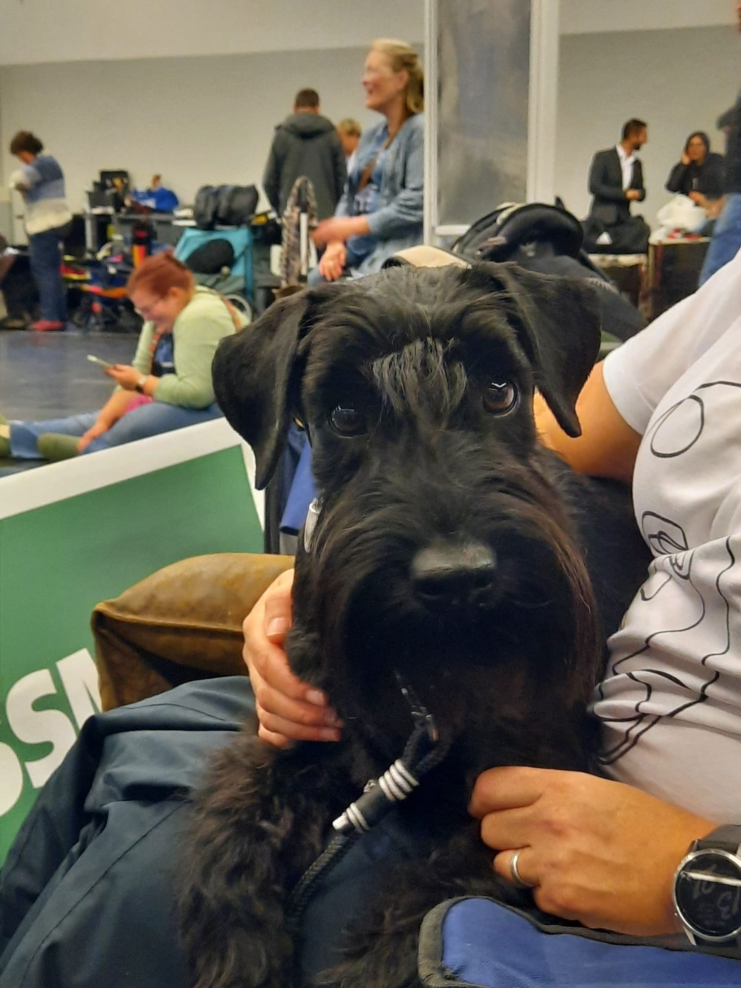 Schnauzer vom Salmbachtal